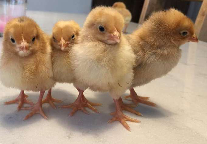 What do baby chickens look like with 50+ breed examples - Cluckin