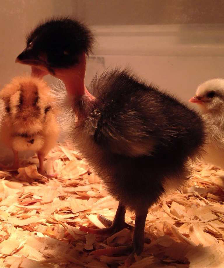 What do baby chickens look like with 50+ breed examples - Cluckin