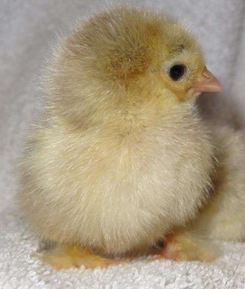 What do baby chickens look like with 50+ breed examples - Cluckin