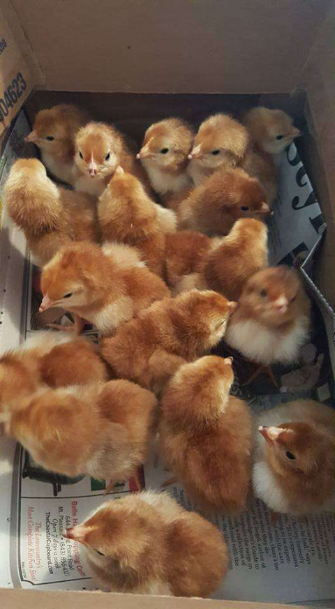 What do baby chickens look like with 50+ breed examples - Cluckin