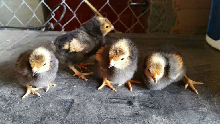 What do baby chickens look like with 50+ breed examples - Cluckin