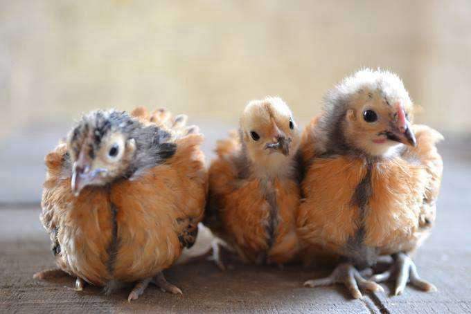 What do baby chickens look like with 50+ breed examples - Cluckin