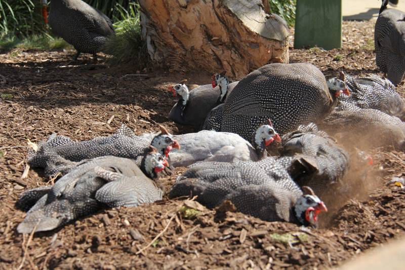 Guinea fowl and their care. - Cluckin