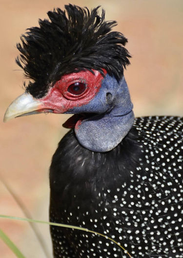Types of Guinea fowl - Cluckin