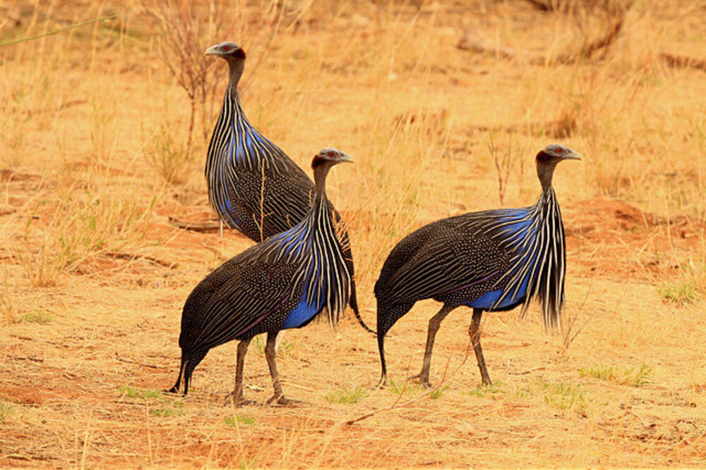 Types of Guinea fowl - Cluckin