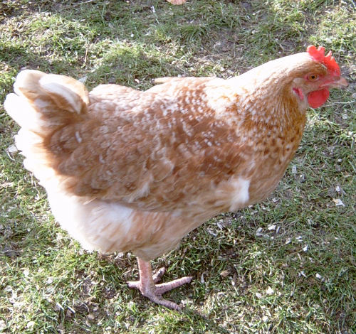 Rehoming ex-battery or rescue chickens - Cluckin