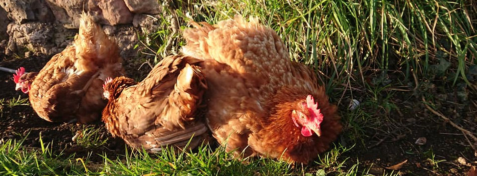 Rehoming ex-battery or rescue chickens - Cluckin