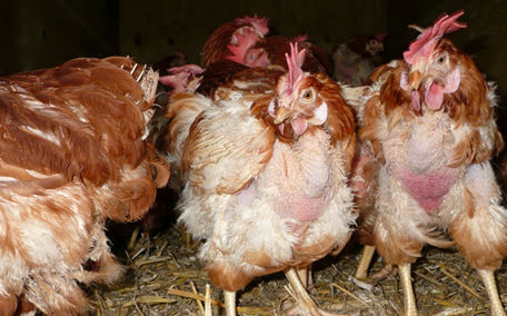 Rehoming ex-battery or rescue chickens - Cluckin