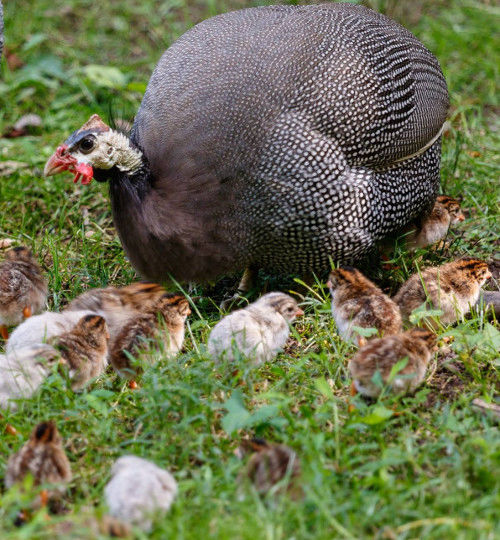 Where to get Guinea fowl and how much to pay for them. - Cluckin