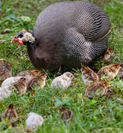 Where to get Guinea fowl and how much to pay for them. - Cluckin