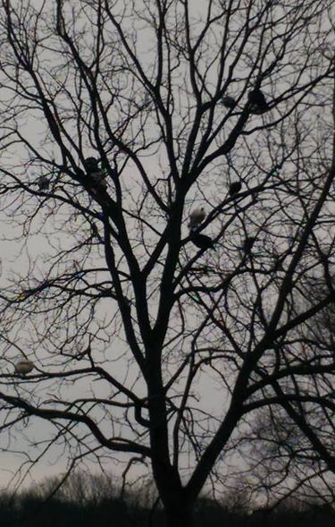 The pros and cons of keeping Guinea fowl. - Cluckin