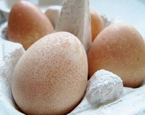 Guinea fowl hatching eggs and how to select them. - Cluckin