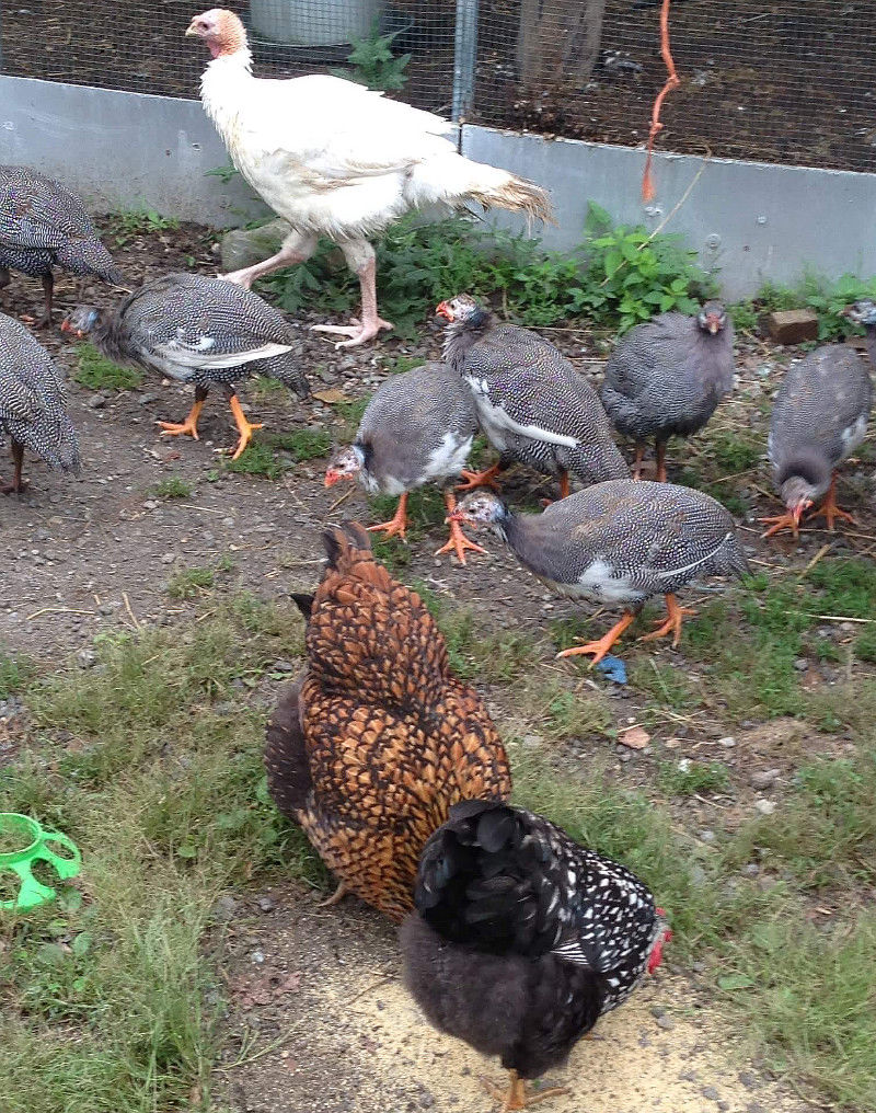 Guinea fowl and other pets. - Cluckin
