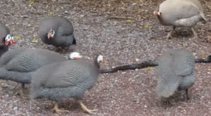Guinea fowl and snakes. - Cluckin