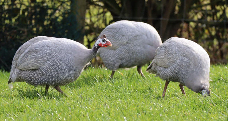Guinea fowl colours for adults and keets. - Cluckin