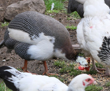 Guinea fowl colours for adults and keets. - Cluckin