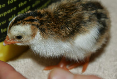 Guinea fowl colours for adults and keets. - Cluckin