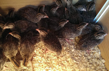 Guinea fowl colours for adults and keets. - Cluckin