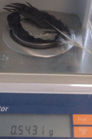 Chicken Feathers - Cluckin