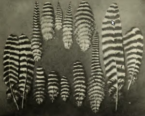 Chicken Feathers - Cluckin