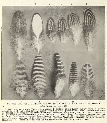 Chicken Feathers - Cluckin