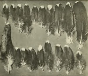 Chicken Feathers - Cluckin