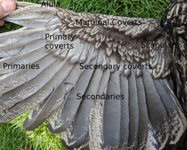 Chicken Feathers - Cluckin