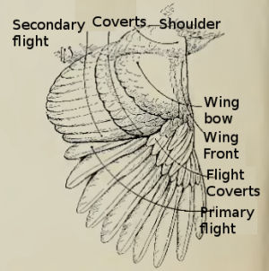 Chicken Feathers - Cluckin