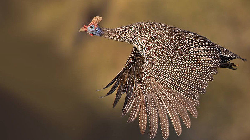 Clipping and pinioning of Guinea fowl wings. - Cluckin