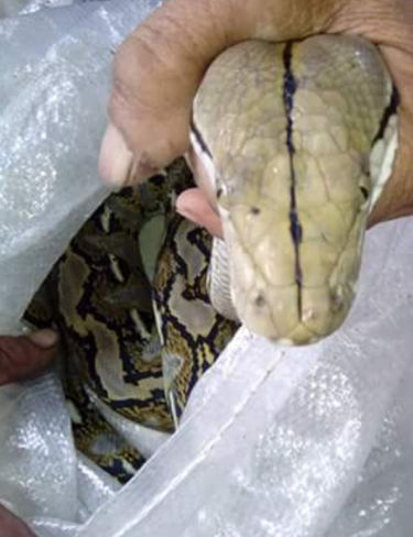 Guinea Fowl Predators - Cluckin