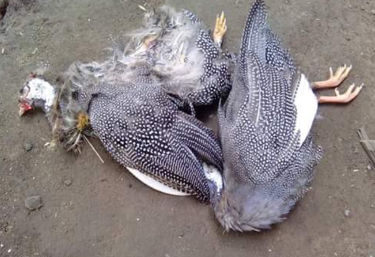 Guinea Fowl Predators - Cluckin