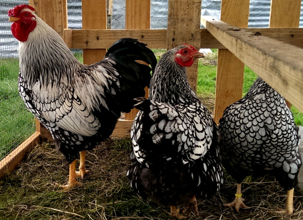 The Ultimate guide to buying chickens - Cluckin