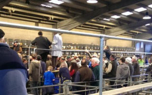 The Ultimate guide to buying chickens - Cluckin