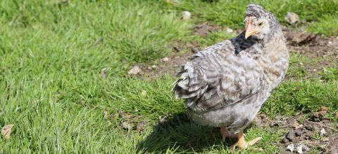 The Ultimate guide to buying chickens - Cluckin