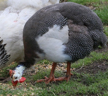 Sexing Guinea fowl. - Cluckin