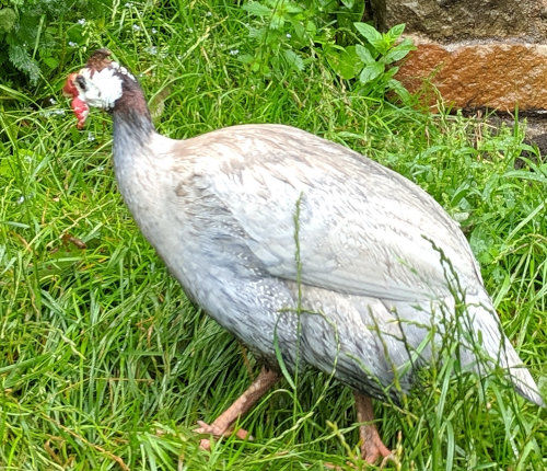 Sexing Guinea Fowl Cluckin
