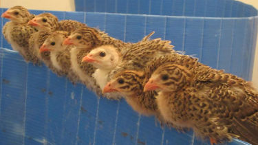 Raising Guinea fowl keets successfully. - Cluckin