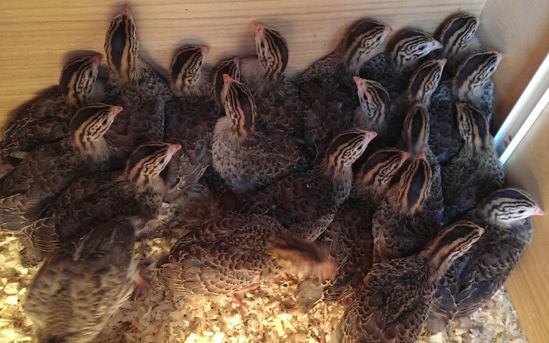 Raising Guinea fowl keets successfully. - Cluckin