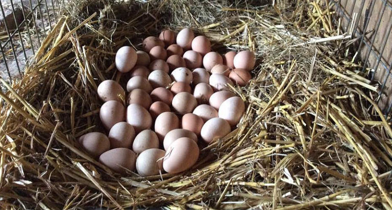 Guinea fowl eggs. - Cluckin
