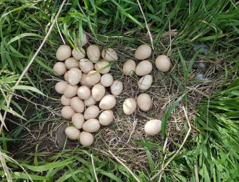Guinea fowl nests and nesting boxes. - Cluckin