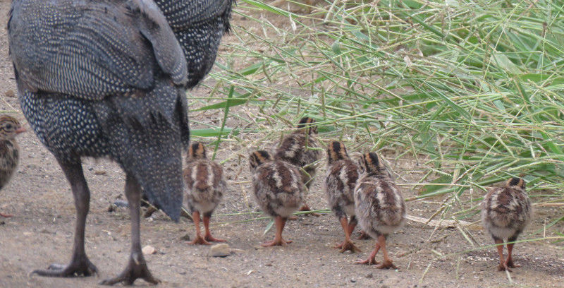 Hatching Guinea fowl eggs naturally. - Cluckin