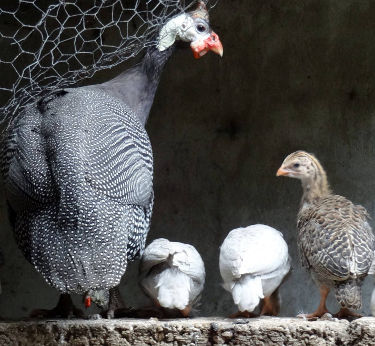 Hatching Guinea fowl eggs naturally. - Cluckin