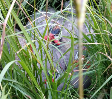 Hatching Guinea fowl eggs naturally. - Cluckin