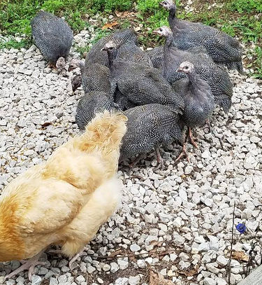 Brooding keets and baby Guinea fowl. - Cluckin