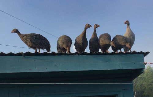 Do Guinea fowl need a coop? - Cluckin