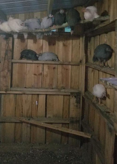 Do Guinea fowl need a coop? - Cluckin