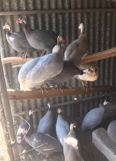 Do Guinea fowl need a coop? - Cluckin