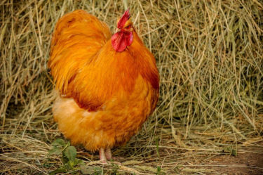 Orpington chicken breed standards. - Cluckin