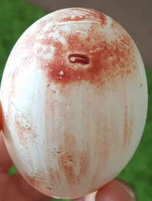 Chickens with bleeding bottoms or vents. - Cluckin