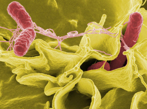 Salmonella in chickens. The risks, prevention and treatment. - Cluckin